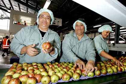 Pacific.scoop.co.nz » NZ seasonal labour scheme touted as success for ...