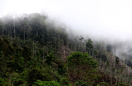 Pacific.scoop.co.nz » Deforestation rate in West Papua still ‘alarming ...