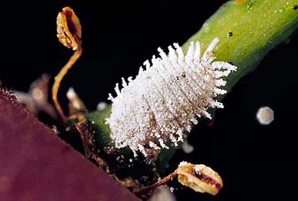 Pacific.scoop.co.nz » US Customs officials find destructive bugs in ...